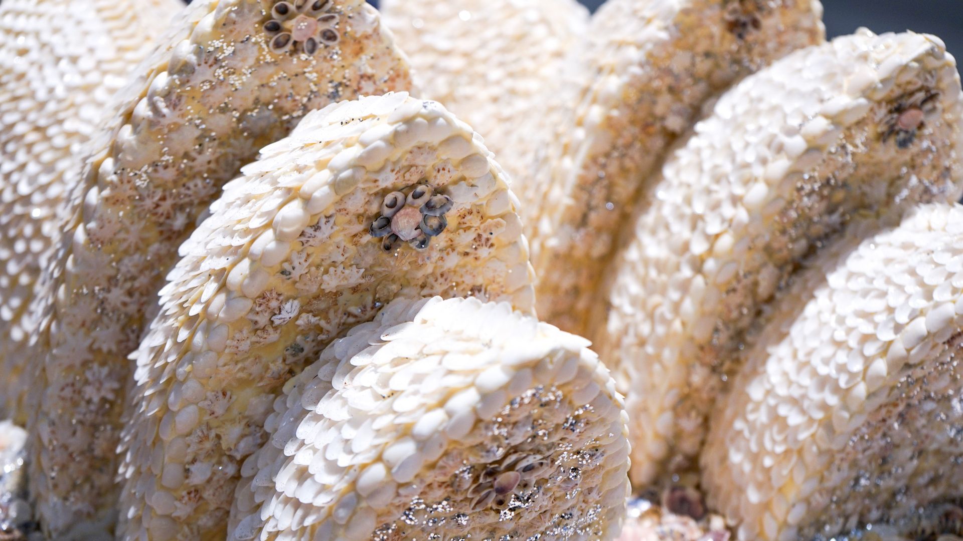 Esme Timbery: Shellwork - Australian Design Centre