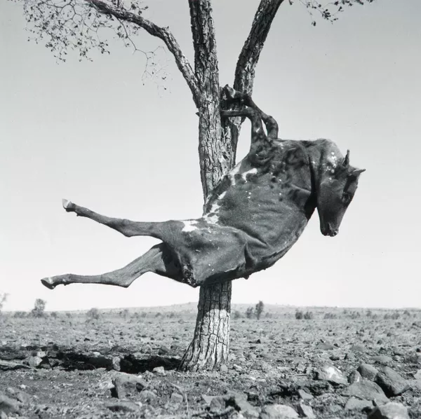 Untitled (calf carcass in tree) - AGSA Collection