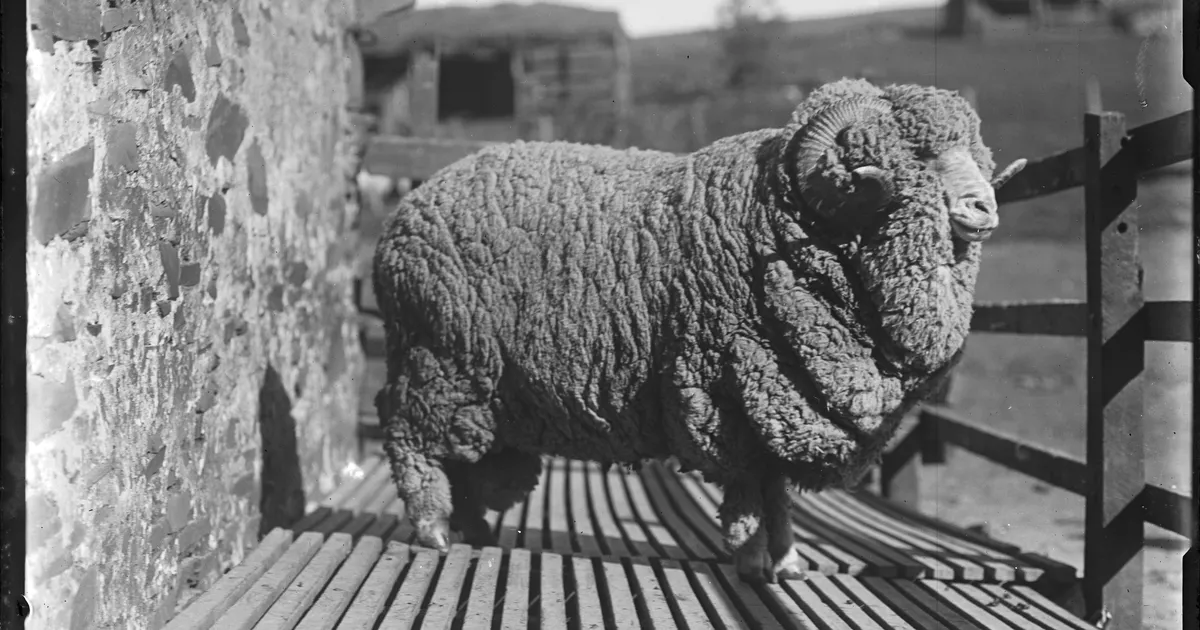 Portrait of woolly ram - AGSA Collection