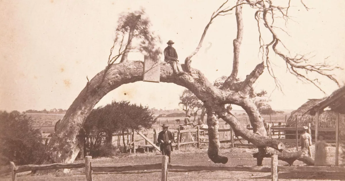 Proclamation tree - AGSA Collection