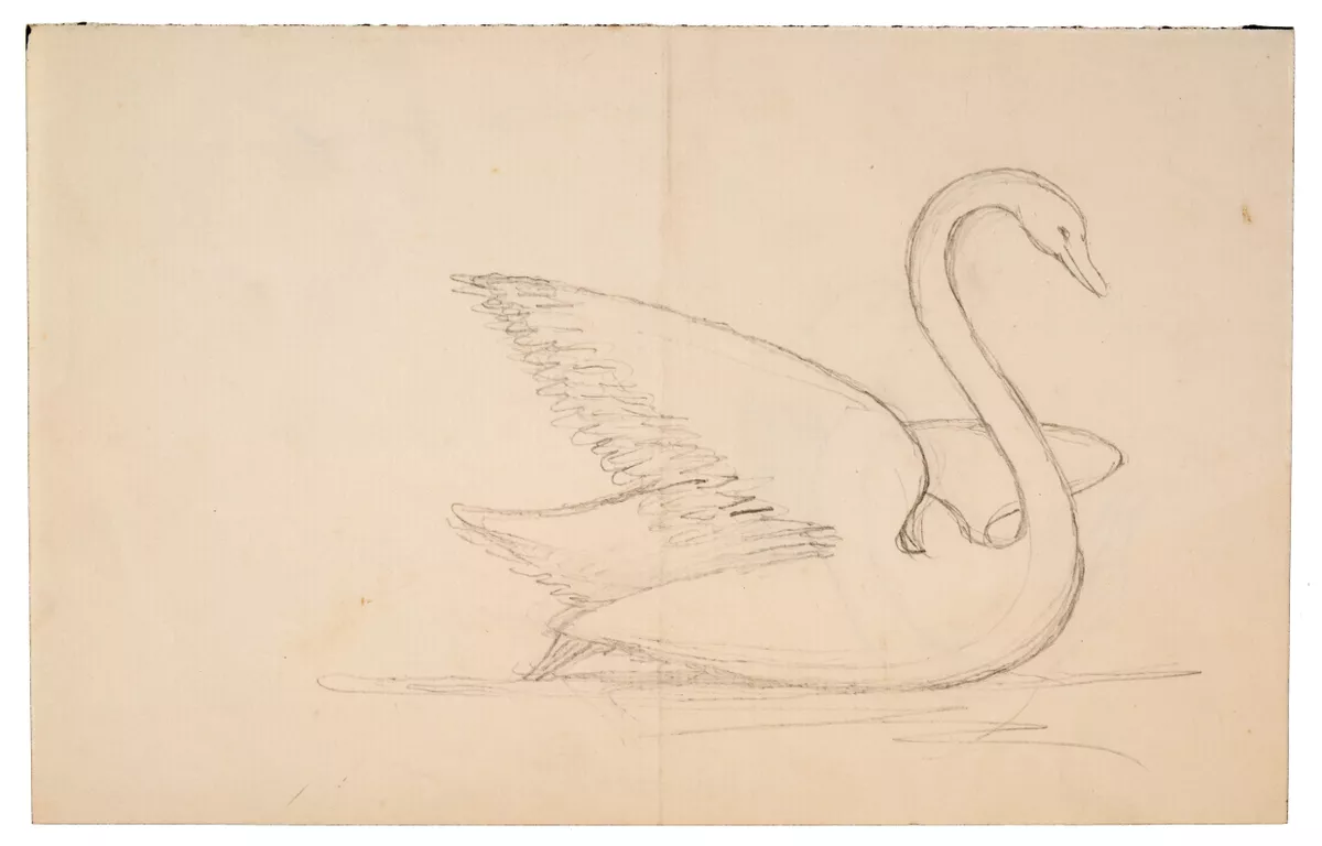 Sketch of a swan - AGSA Collection