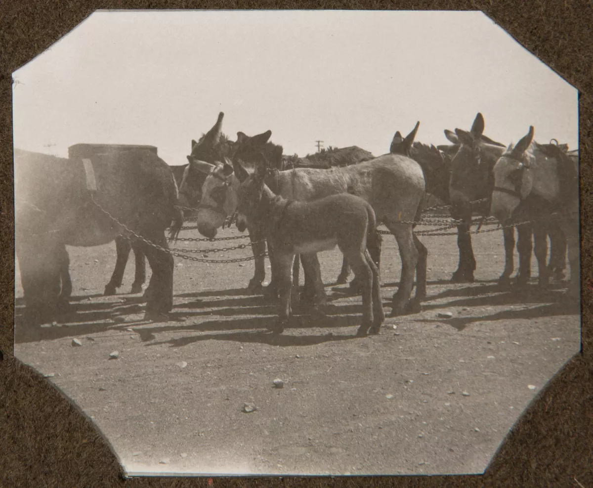 Young donkey and donkey train, Parachilna - AGSA Collection