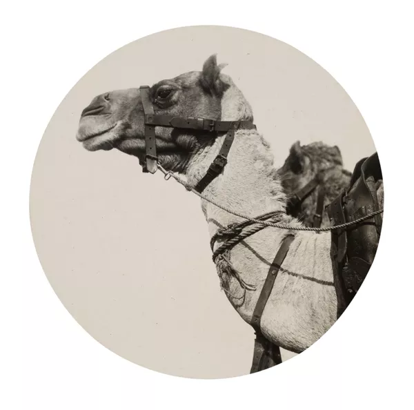 Various camel scenes - AGSA Collection