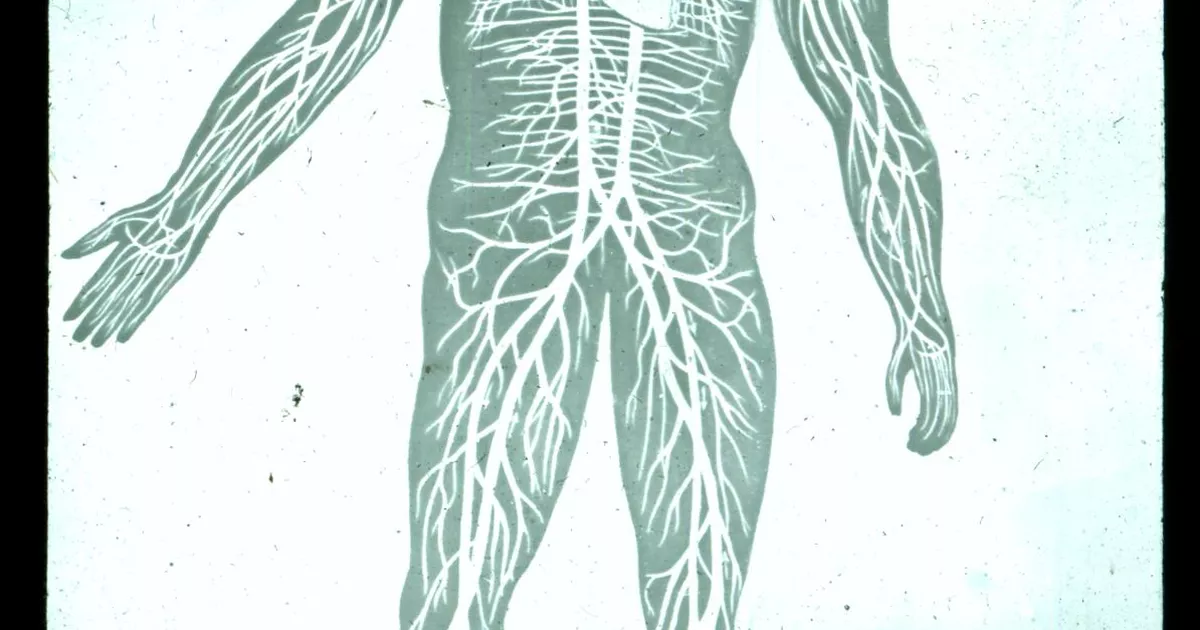 Anatomical drawing: systemic circulation - AGSA Collection