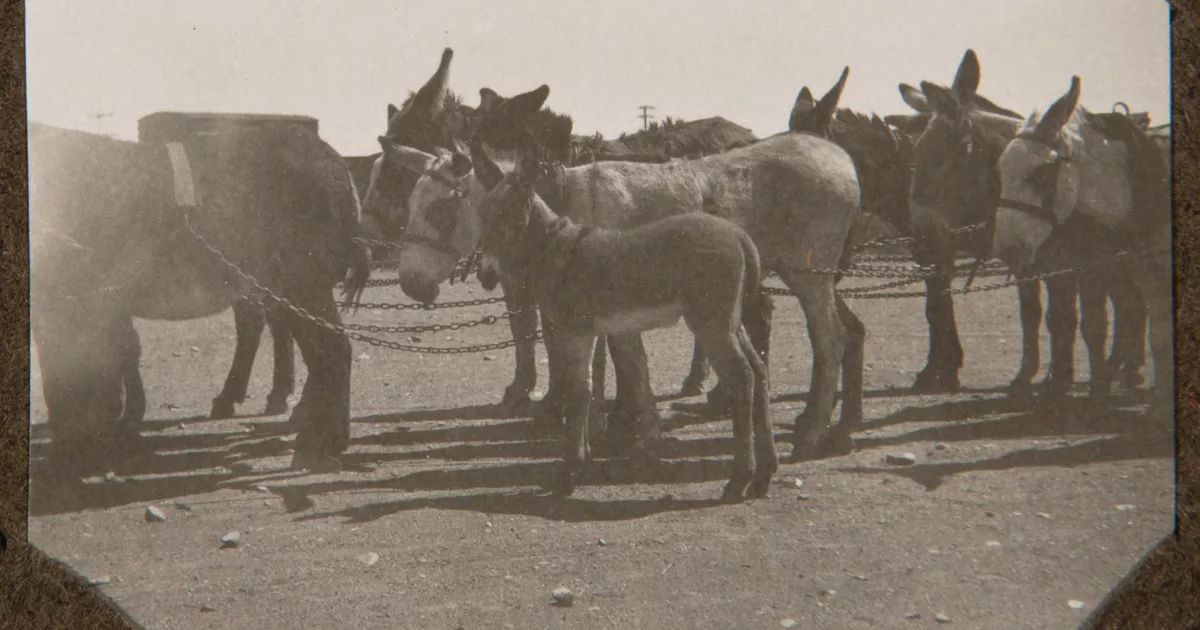 Young donkey and donkey train, Parachilna - AGSA Collection