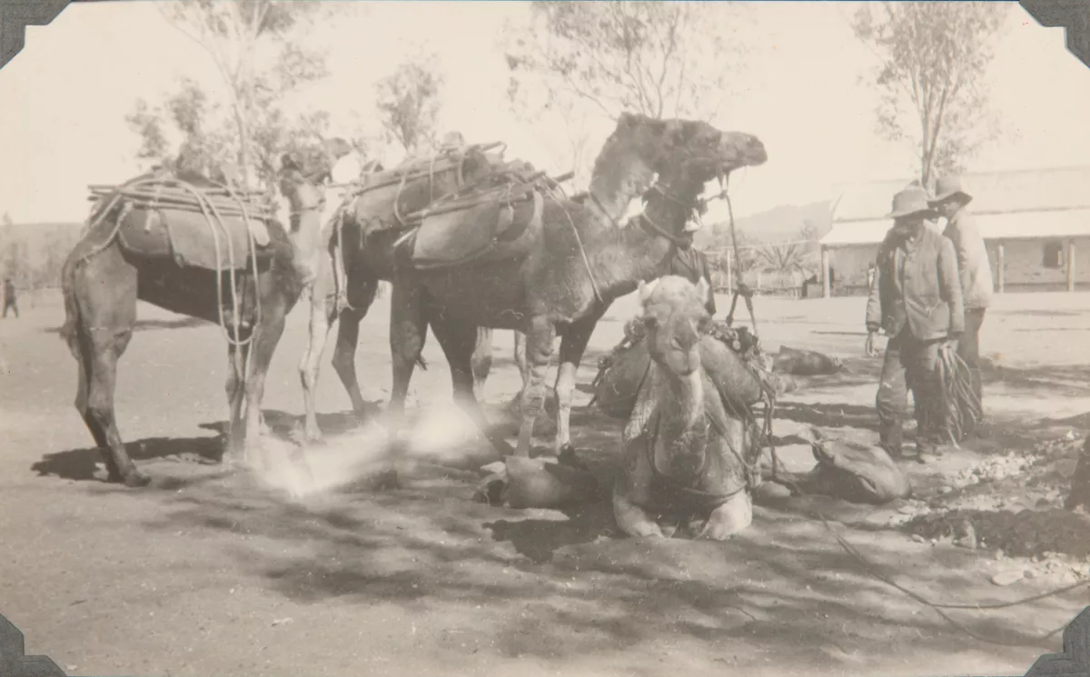 Cameleers and camels in Hermannsburg Mission - AGSA Collection