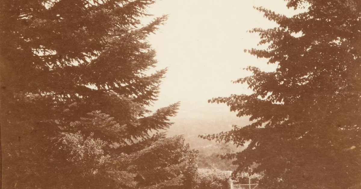 Garden path, with tree trunk and white gate, probably Mount Lofty House ...