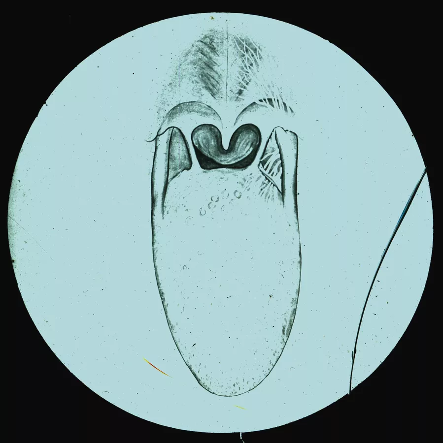 Anatomical drawing: the tongue - AGSA Collection
