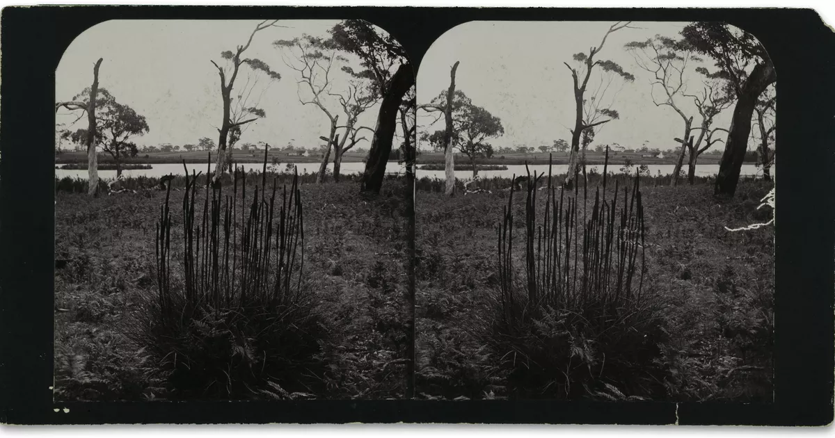 River scene with native flora in foreground - AGSA Collection