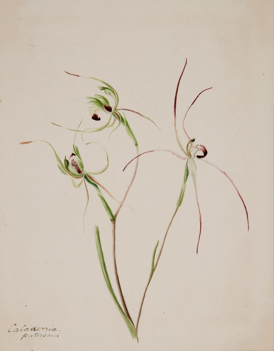 Caladenia patersonii - AGSA Collection