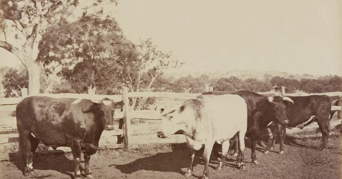 Pen of fat short-horn bullocks, near Adelaide, South Australia - AGSA ...