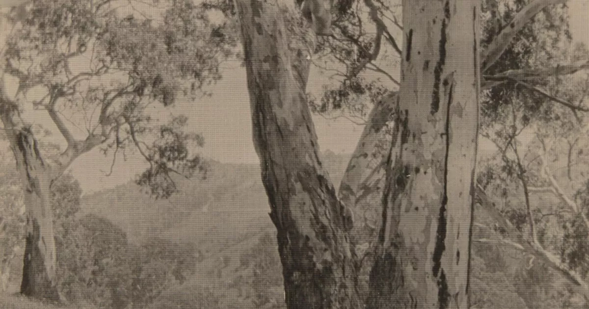 River Red Gum, Glenlee - AGSA Collection