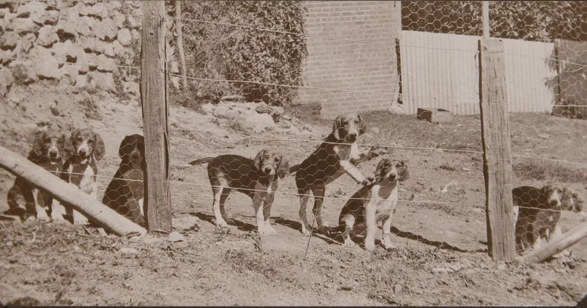 Beagle pups in the dog run, probably Mount Lofty House - AGSA Collection