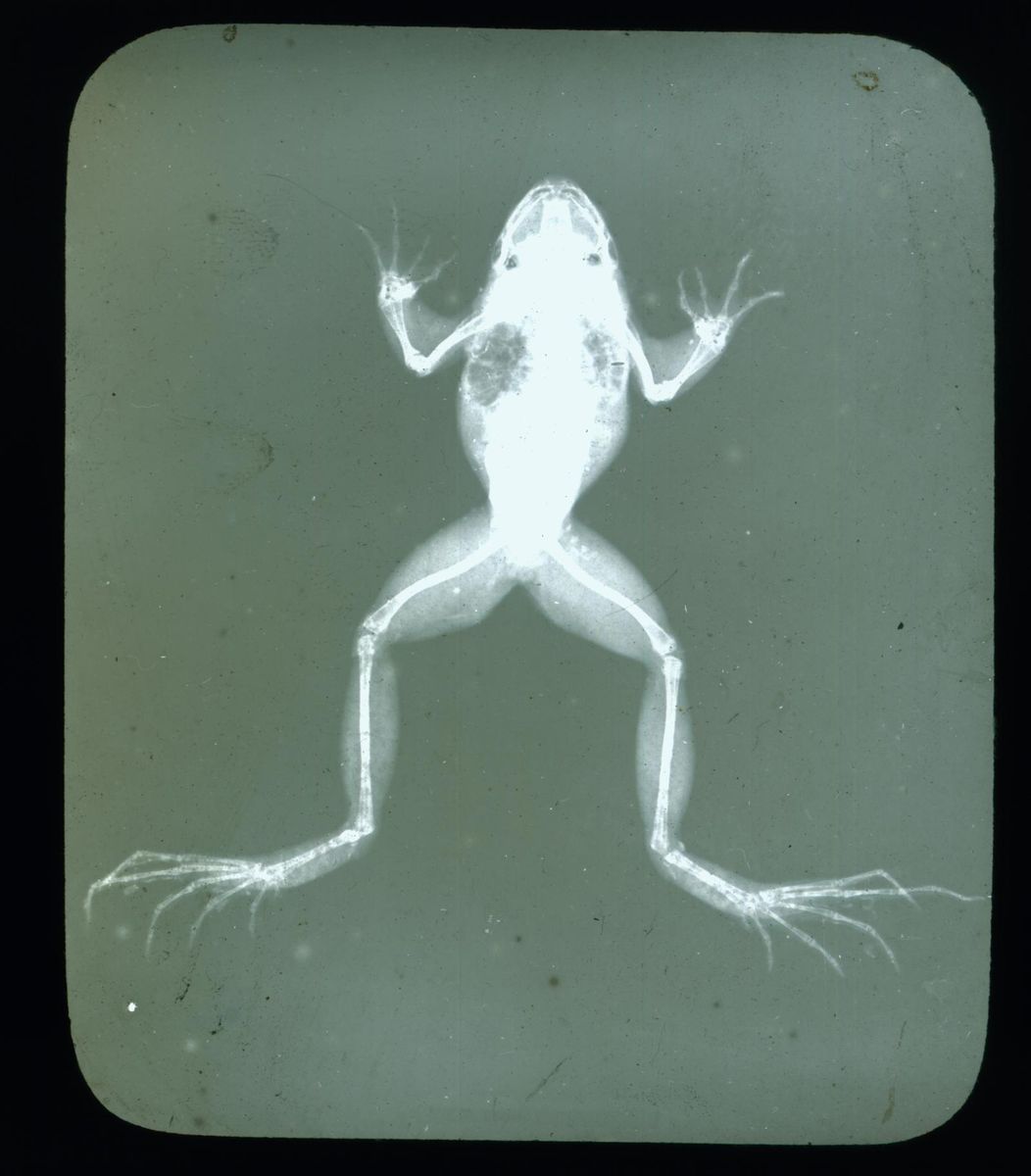 X-ray of a frog - AGSA Collection