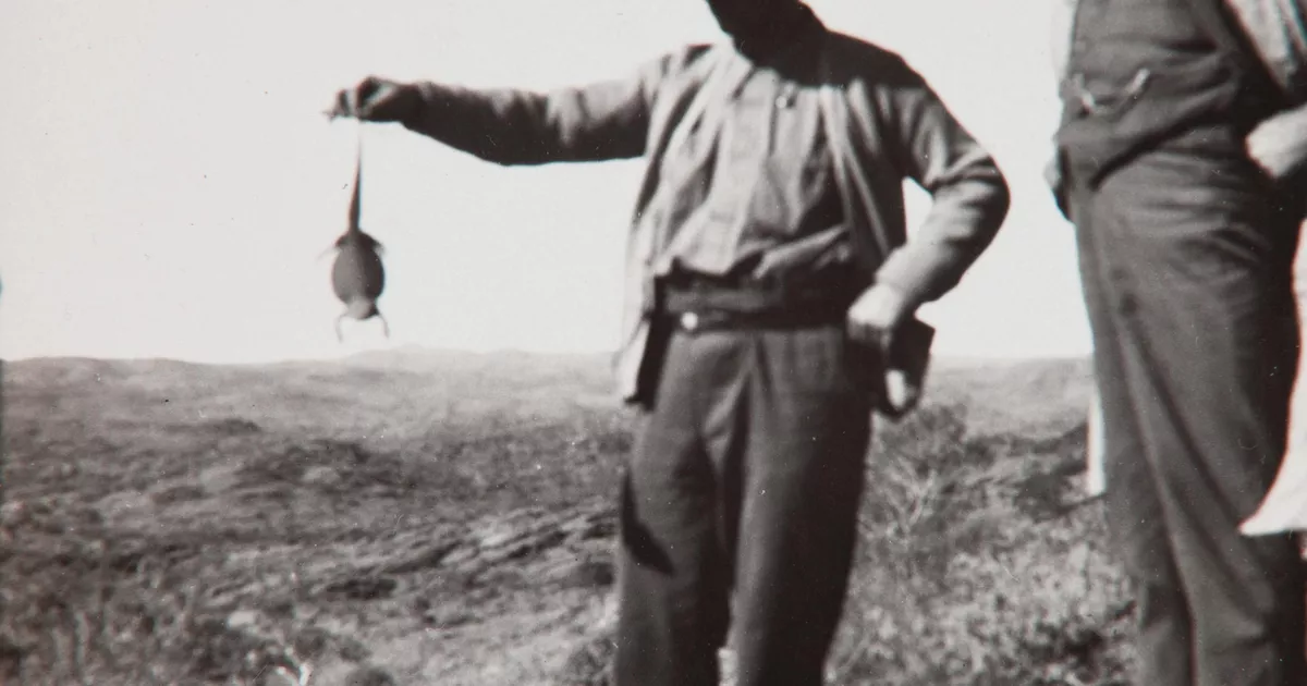 Lizard in a bush - AGSA Collection