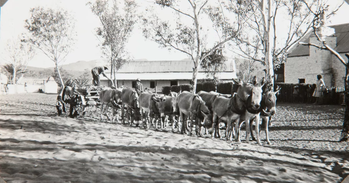 Donkey train at Hermannsburg Mission - AGSA Collection