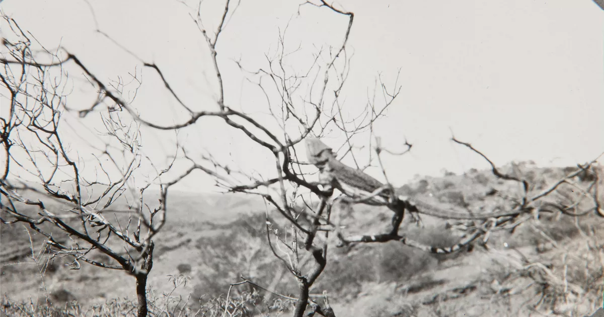 [Mr Cockburn and lizard] - AGSA Collection