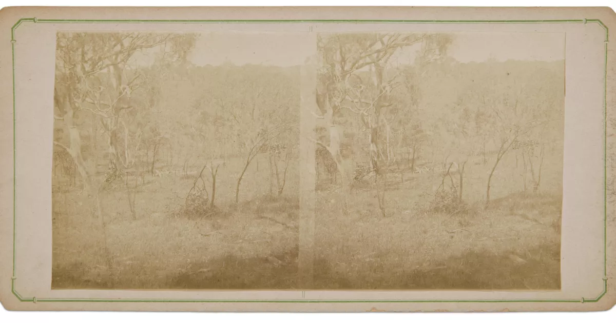 Scrub land - AGSA Collection