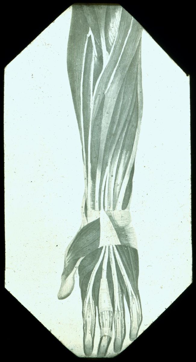 Anatomical drawing: a human arm - AGSA Collection