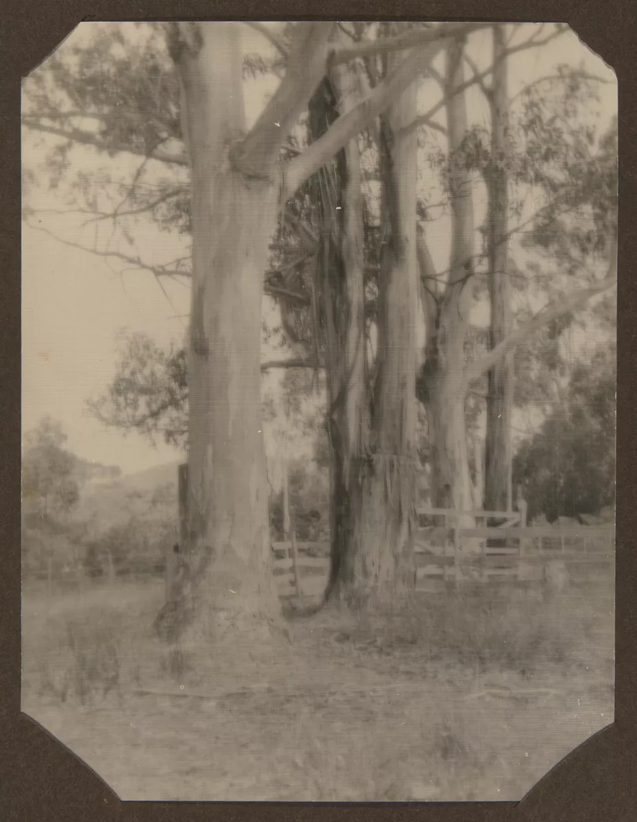 Large stringy barks and post and rail fence - AGSA Collection