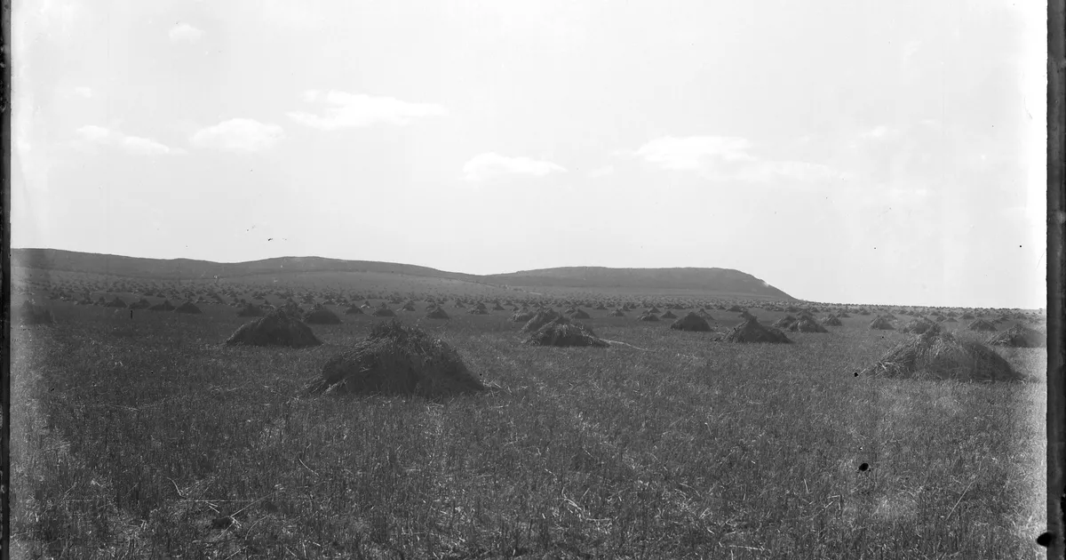 Haystacks, hills in distance - AGSA Collection