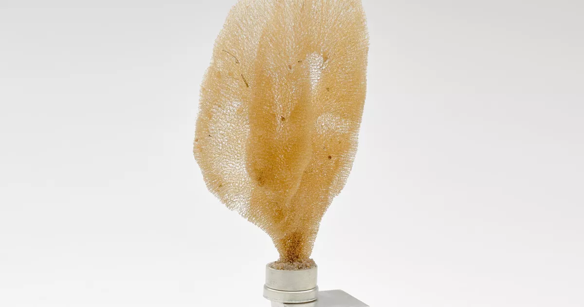 Bioregional ring - AGSA Collection