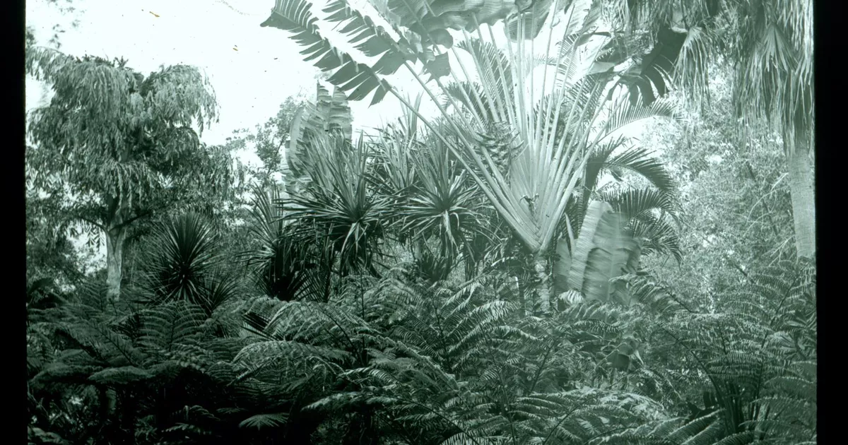 Fern Island, Brisbane Botanical Gardens - AGSA Collection