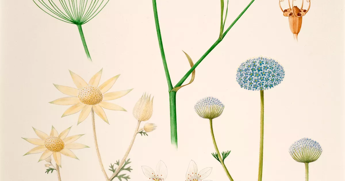 Umbelliferae - AGSA Collection
