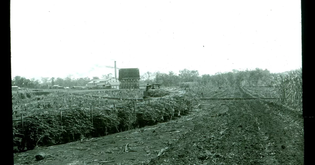 Isis central sugar mill - AGSA Collection