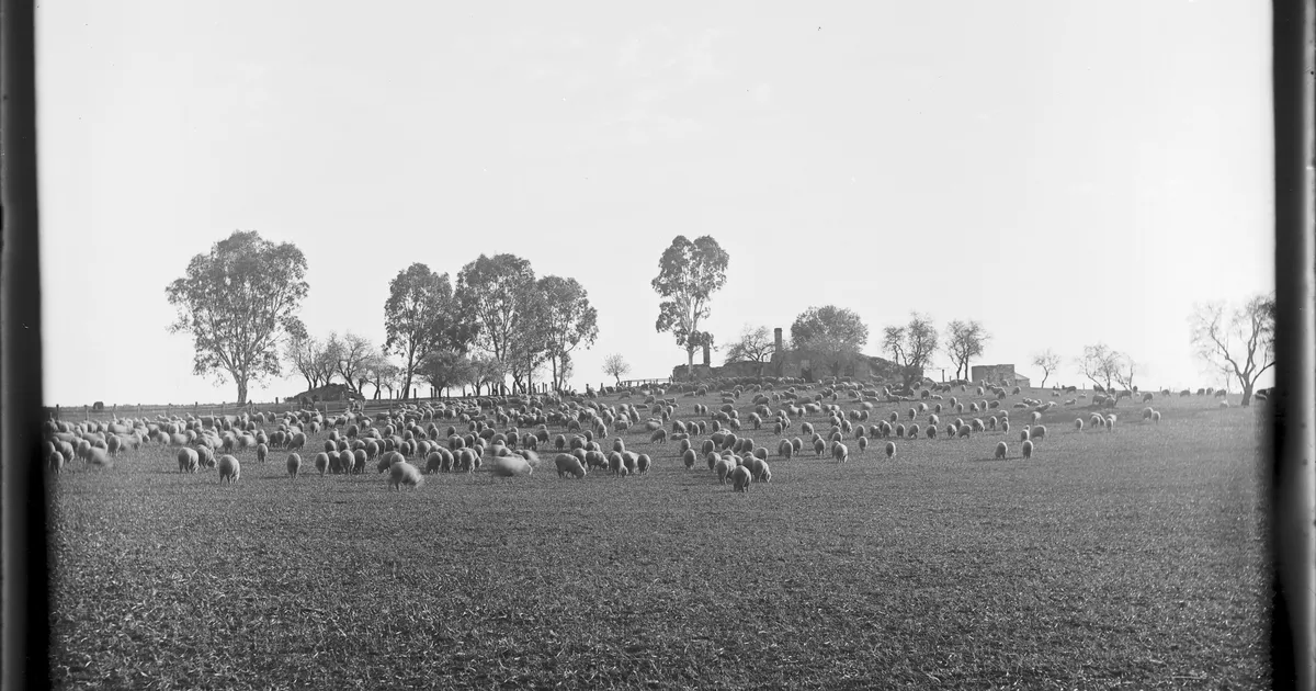 Sheep in paddock, stone ruin in distance - AGSA Collection