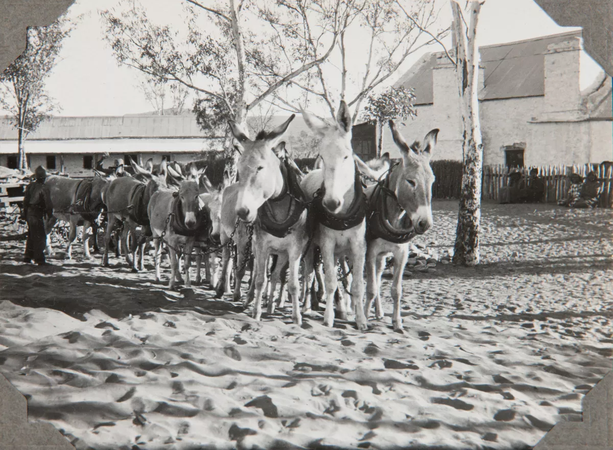 Donkey train at Hermannsburg Mission - AGSA Collection