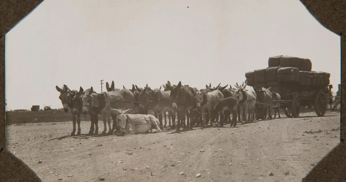 Donkey train and wool bales, Parachilna - AGSA Collection