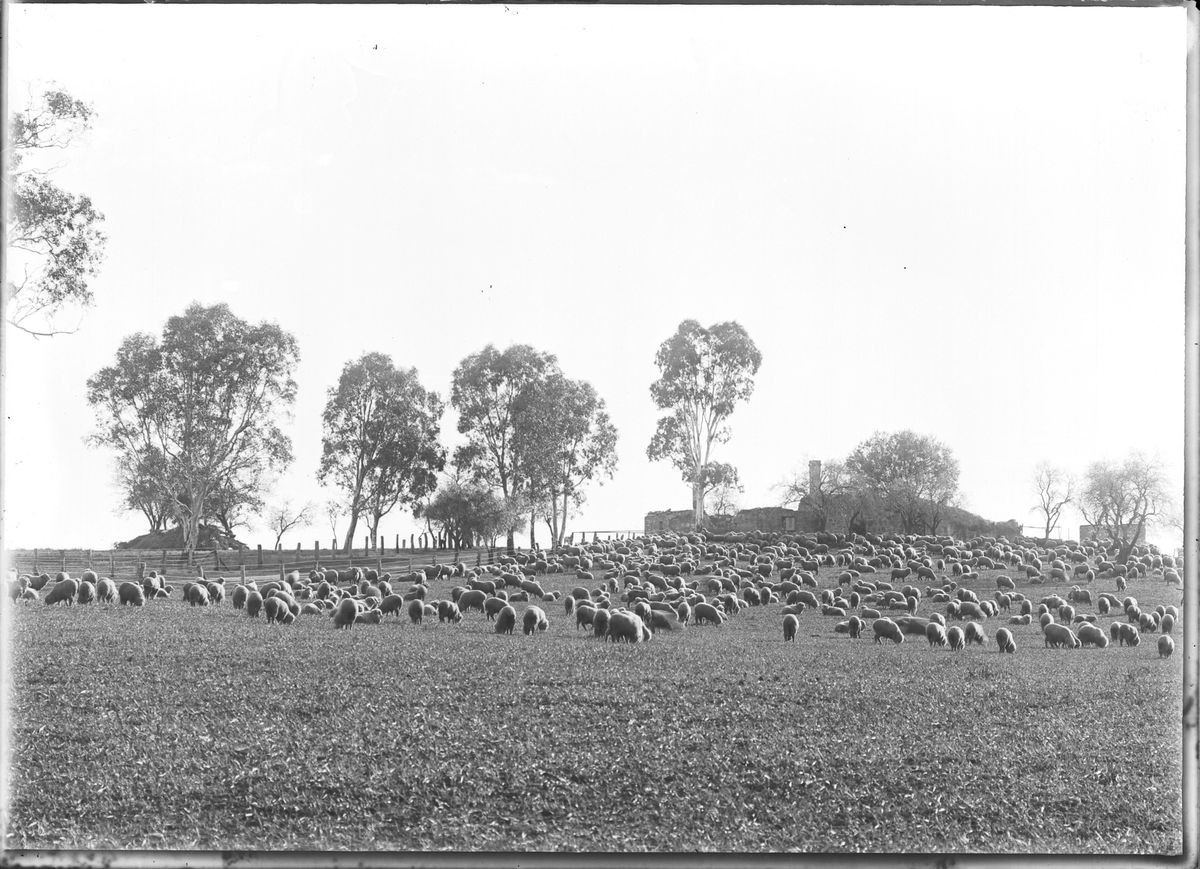 Sheep in paddock, stone ruin in distance - AGSA Collection