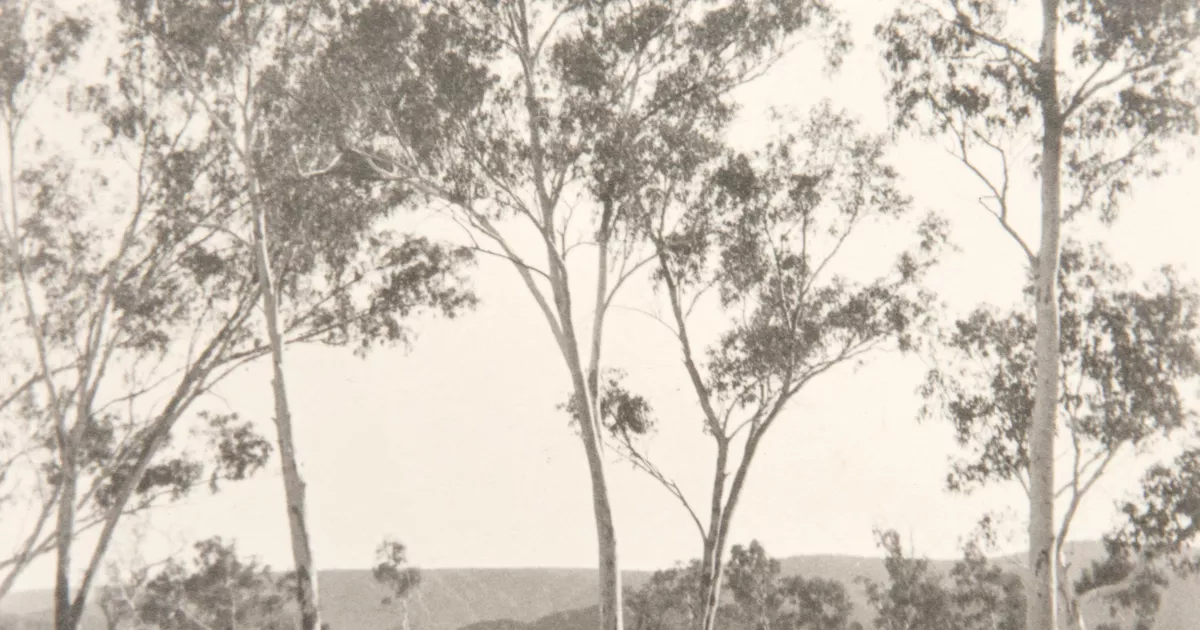Eucalyptus saplings at Loves Creek - AGSA Collection