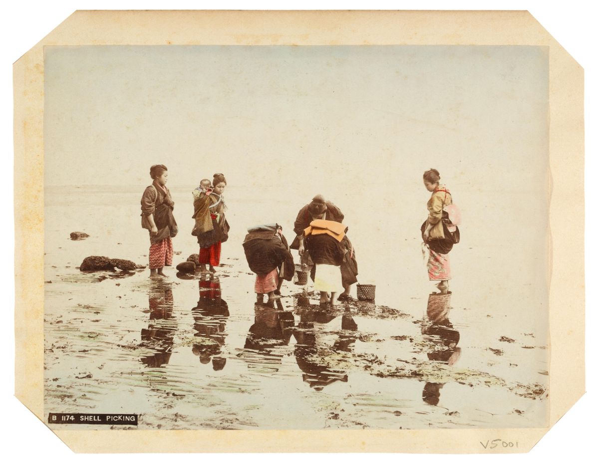 Shell picking - AGSA Collection