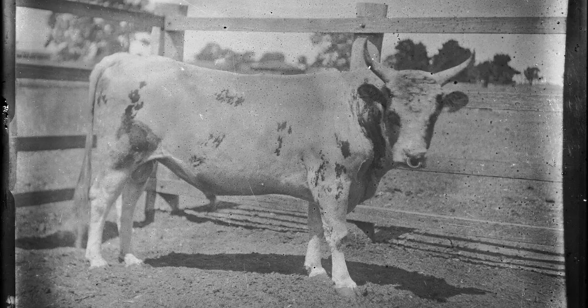 Bull in pen - AGSA Collection