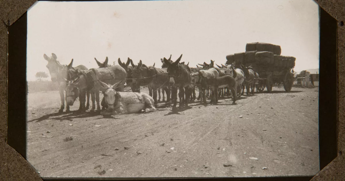 Donkey train and wool bales , Parachilna - AGSA Collection