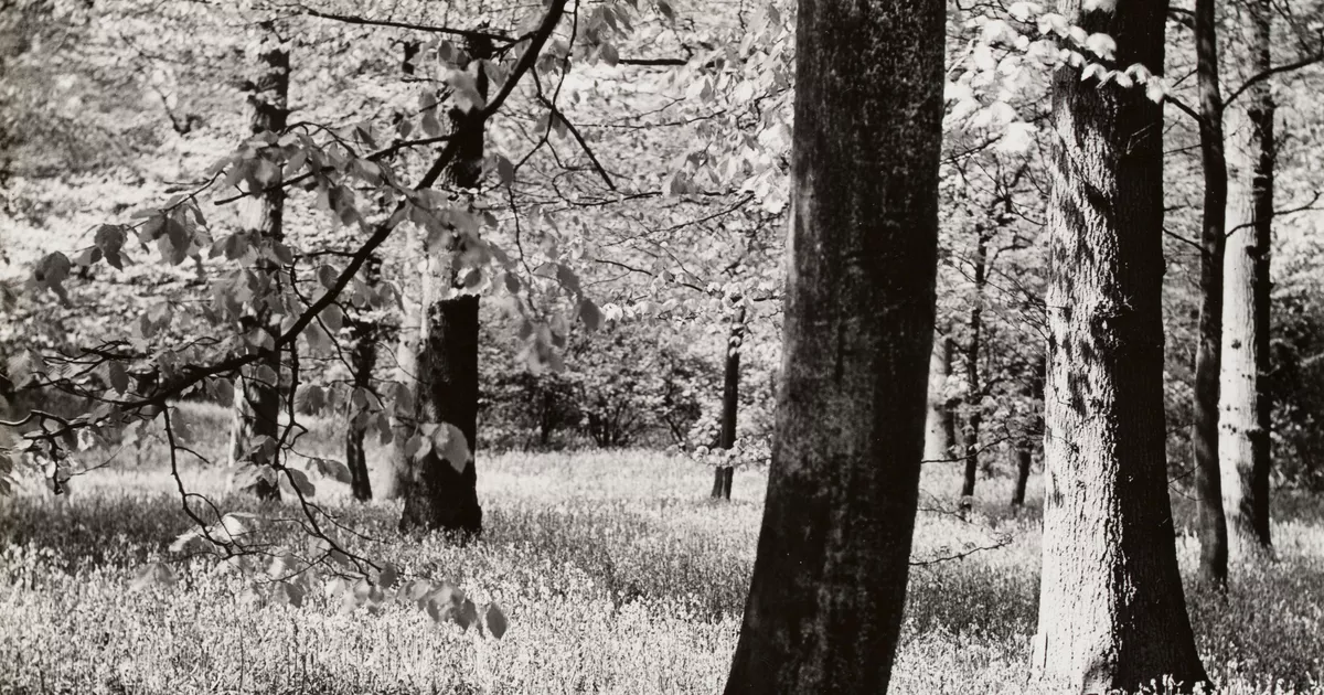 (Park scene) - AGSA Collection