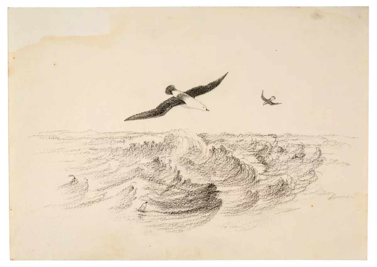 Seagulls at sea - AGSA Collection