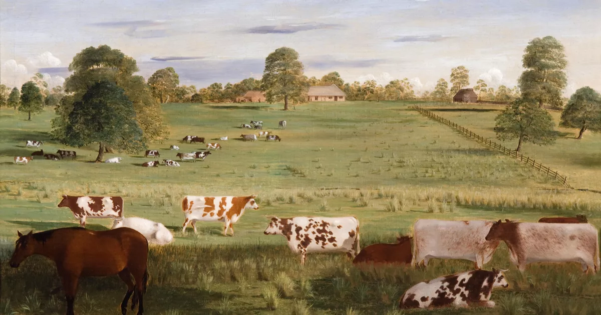 Jeremiah Ware's stock on Minjah Station - AGSA Collection