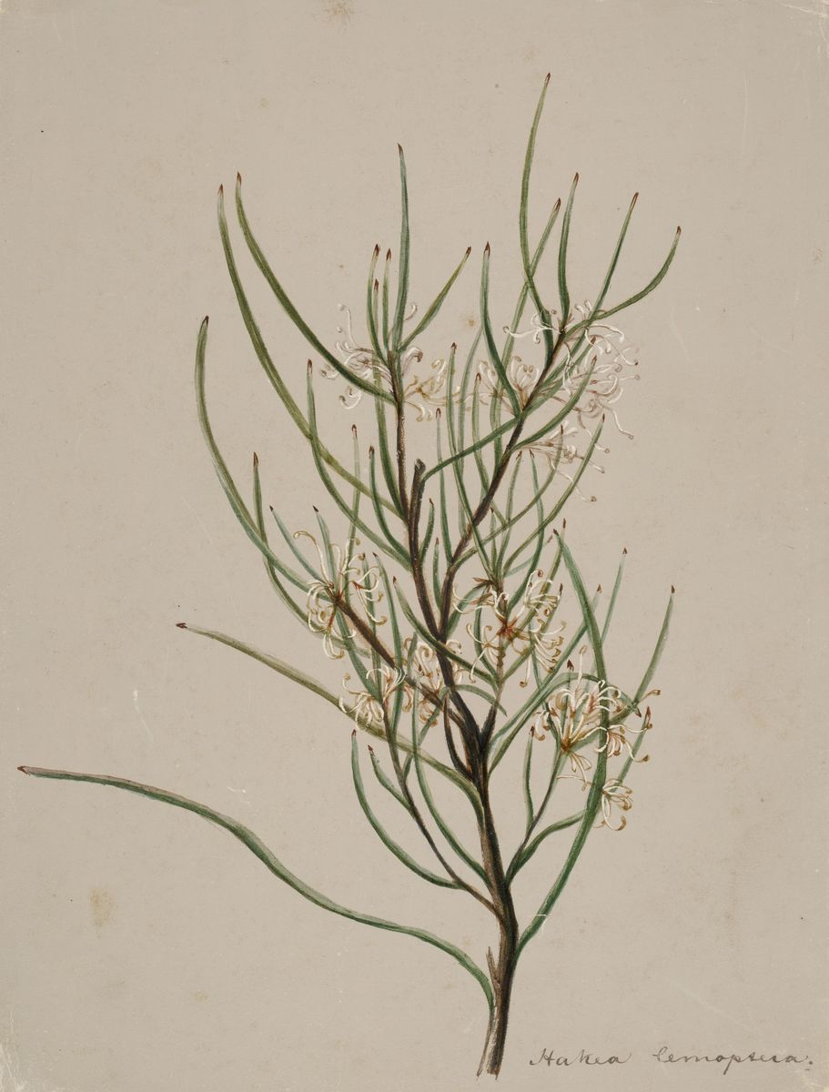 Hakea Lemoptera - AGSA Collection