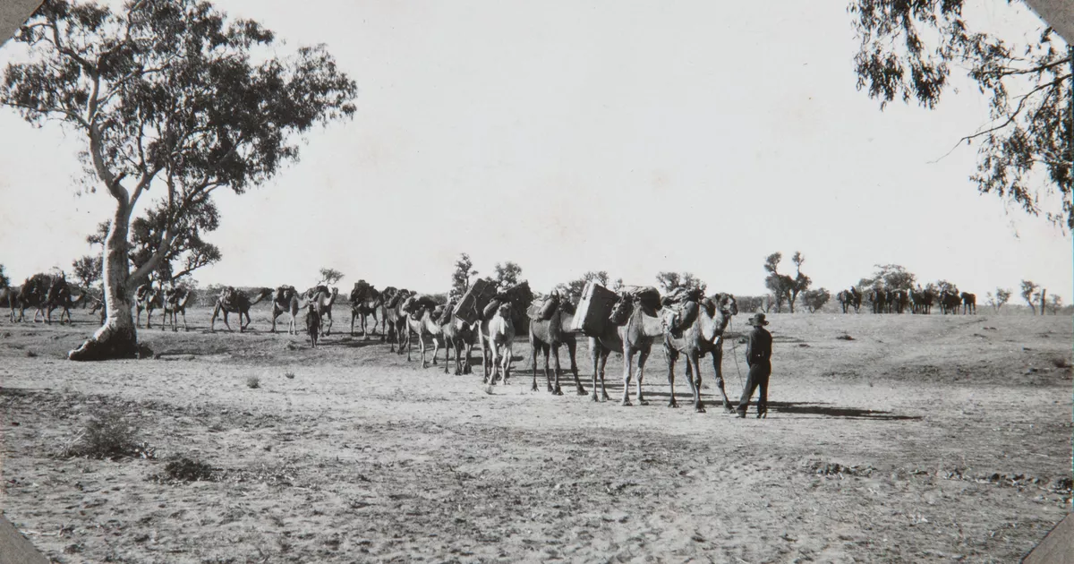 Camel train with cameleer - AGSA Collection
