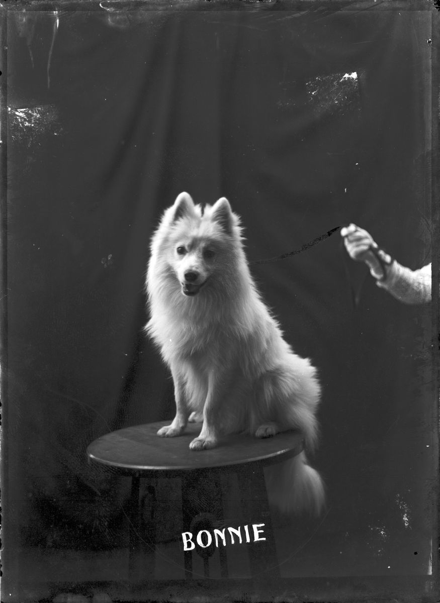 Studio portrait of Bonnie the dog - AGSA Collection