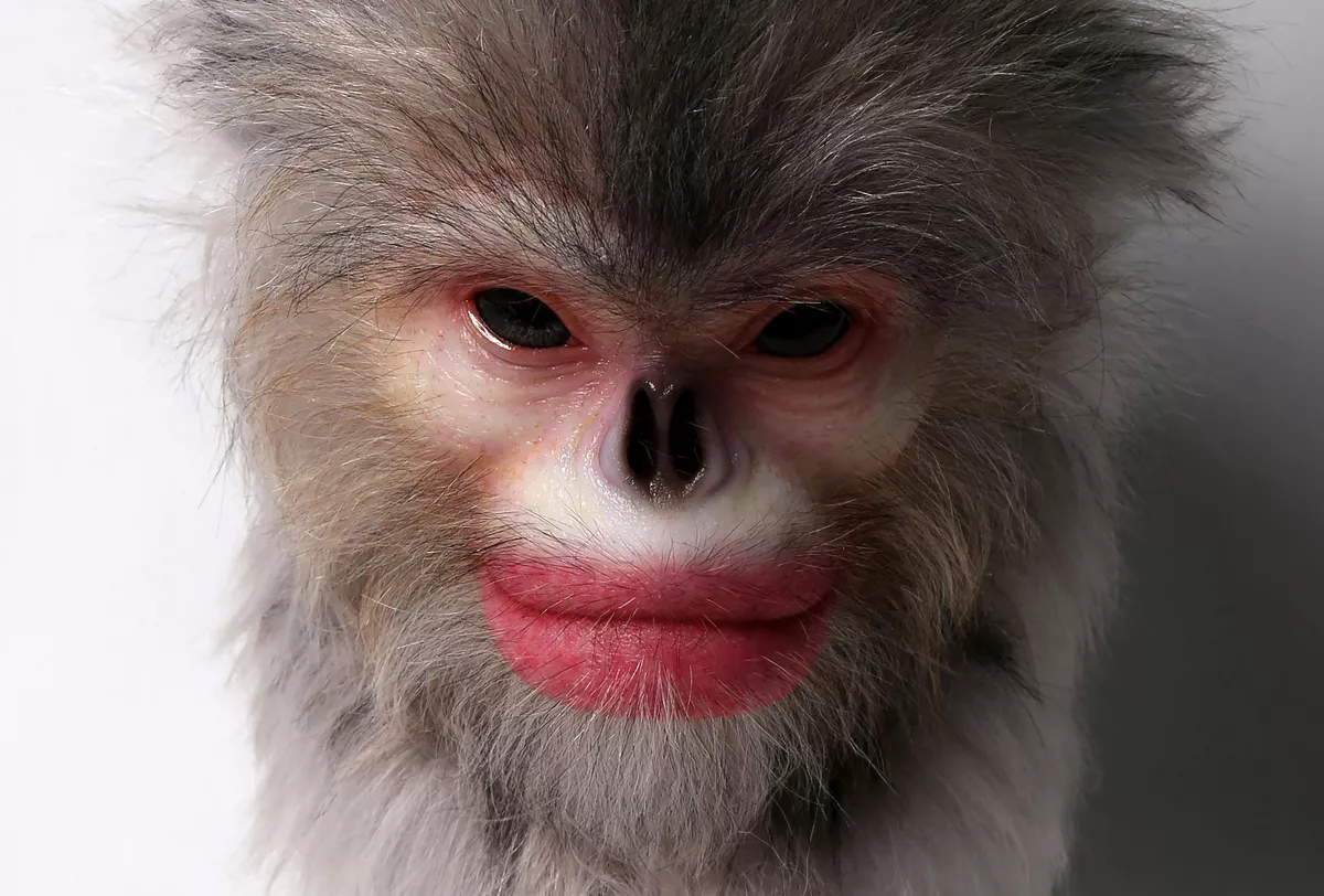 Understudy - AGSA Collection