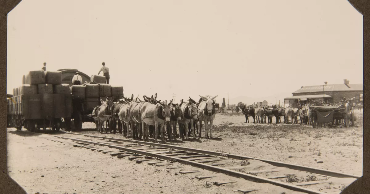 Donkey train and wool bales at Parachilna rail siding - AGSA Collection