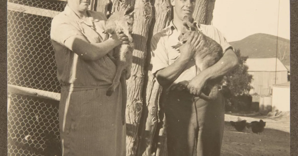 Wallabies and residents, Blinman hotel - AGSA Collection