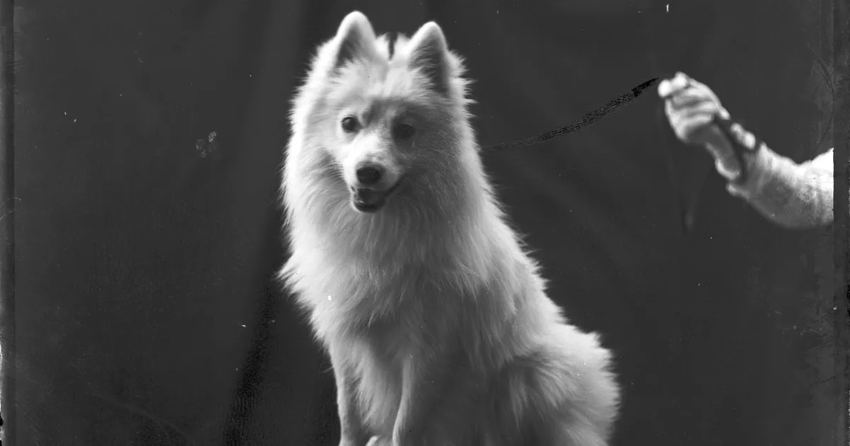 Studio portrait of Bonnie the dog - AGSA Collection