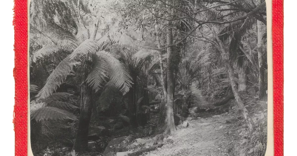 Fern Tree Gully - AGSA Collection