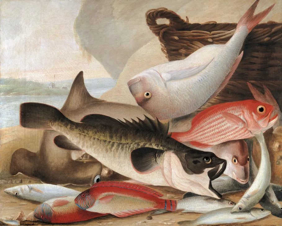 John William Lewin - AGSA