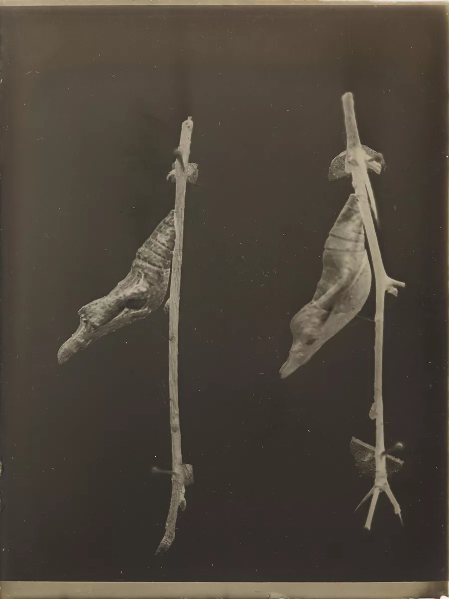 Butterfly cocoons - AGSA Collection